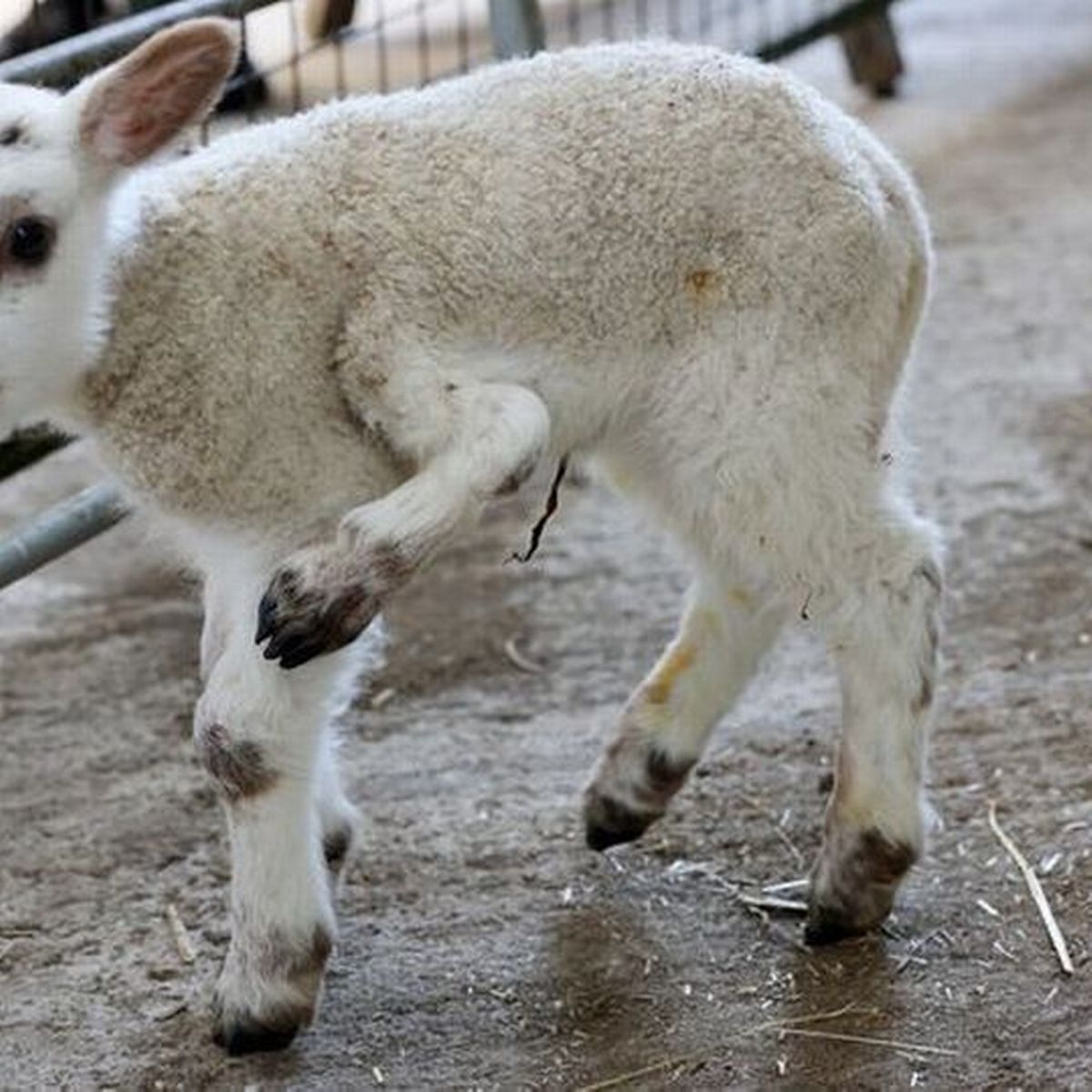 British farm announces birth of five-legged lamb - Radio Sargam