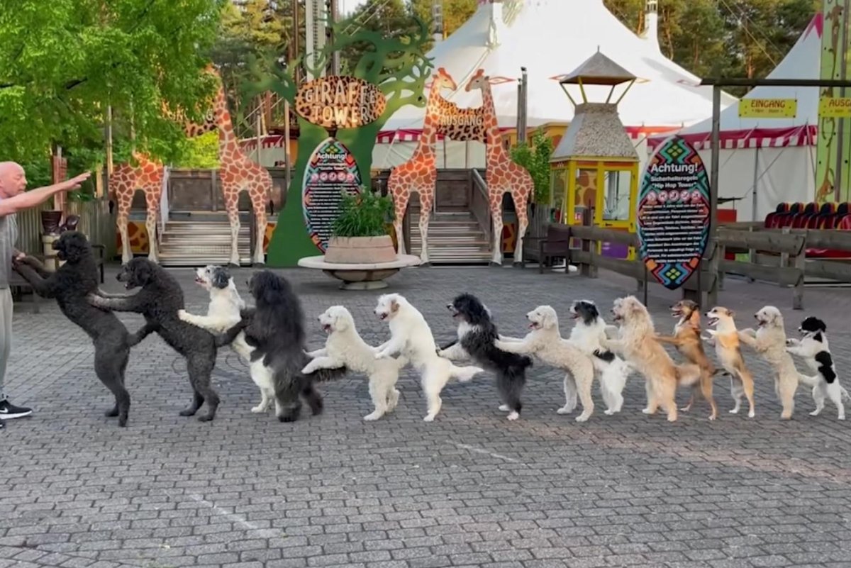 14 dancing dogs form conga line for Guinness World Record - Radio Sargam