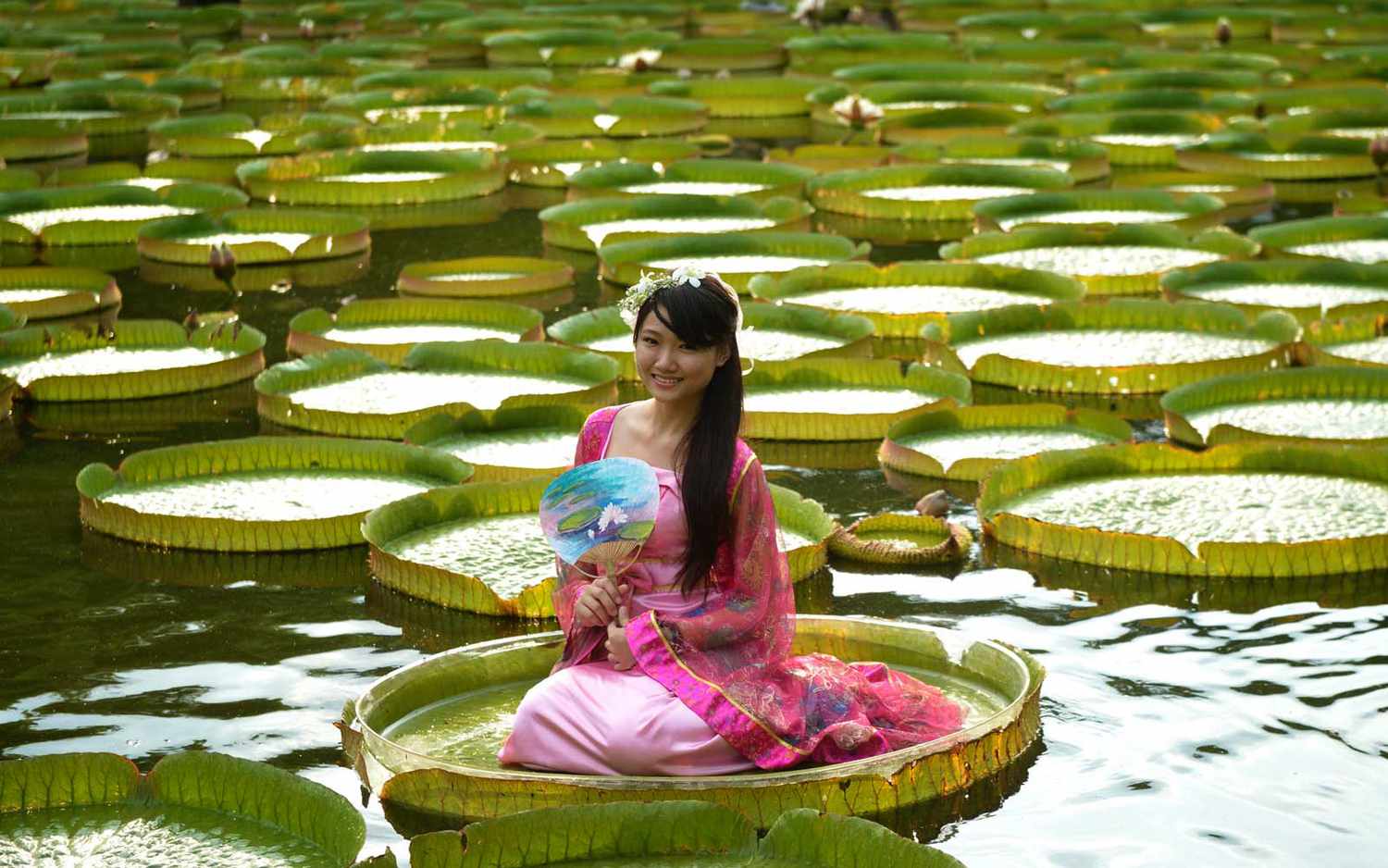 Victoria Water Lily – The Largest and Strongest Leaf - Radio Sargam