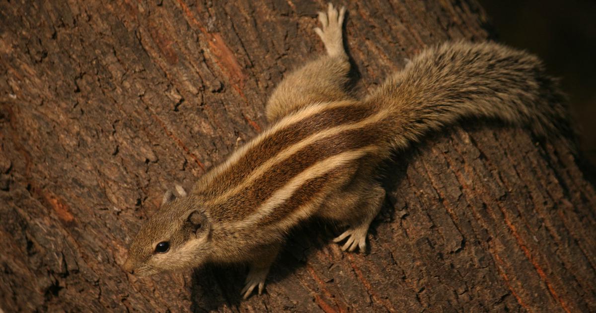 Unsung hero of Ramayana, a squirrel sculpture to convey railway’s ... Unsung hero of Ramayana, a squirrel sculpture to convey railway’s ...